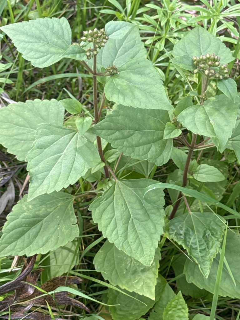 Crofton Weed from North St, Mount Colah, NSW, AU on August 23, 2024 at ...