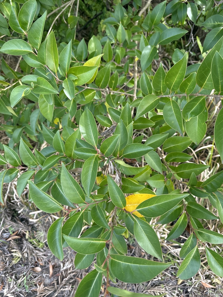 tree privet from Berowra Valley National Park, Mount Colah, NSW, AU on ...