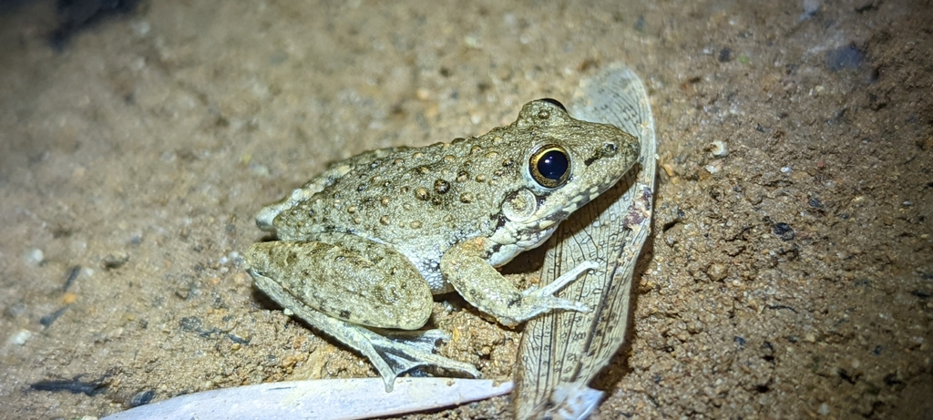 Bumpy Rocket Frog in October 2022 by soggyboots · iNaturalist