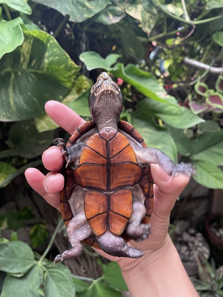 Vallarta mud turtle in August 2024 by Ramos Quintero Abril · iNaturalist