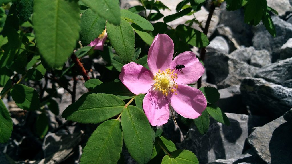 Prickly Wild Rose from Division No. 15, AB, Canada on June 15, 2019 at ...