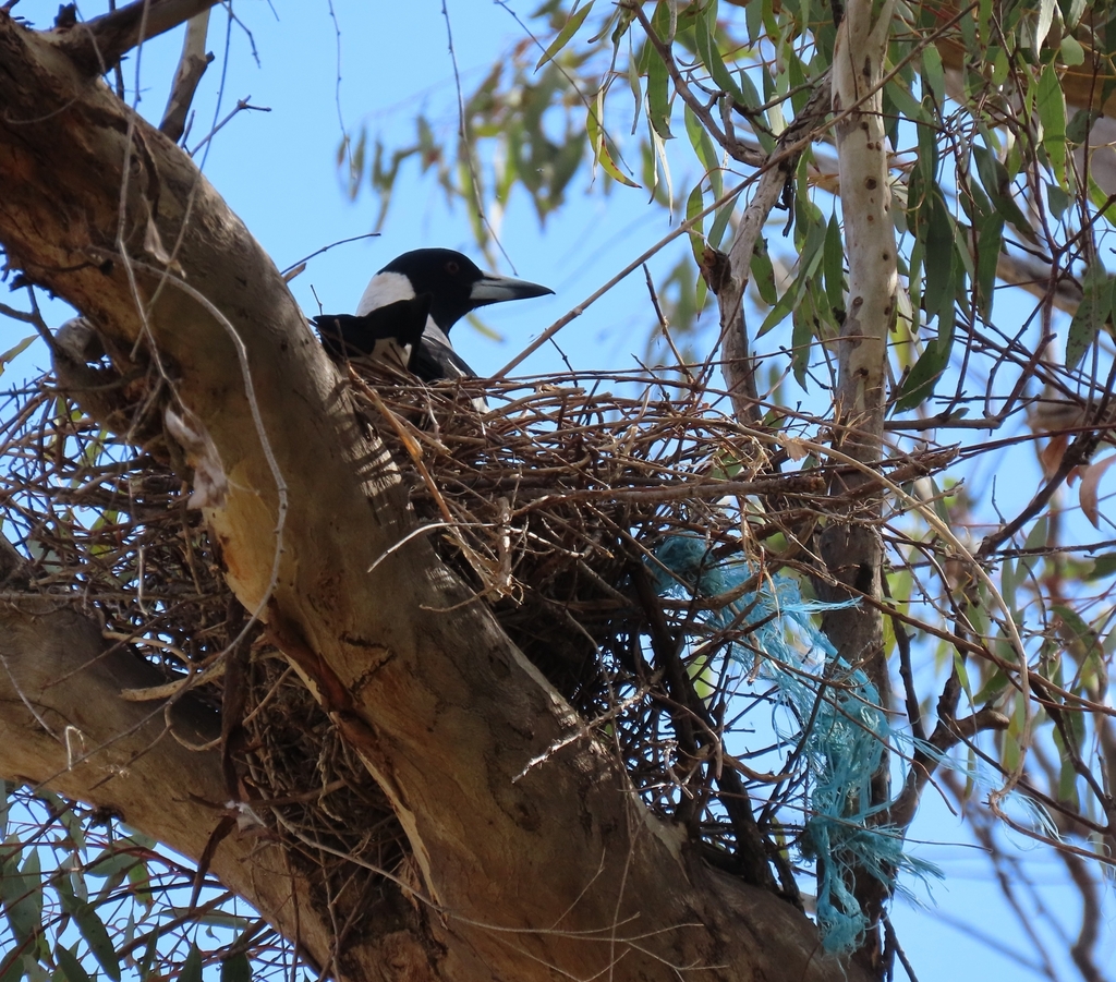 Australian Magpie from Burra NSW 2620, Australia on August 22, 2024 at ...