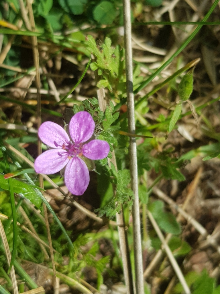 Redstem Stork's-bill from 9GM2+6F7 MWT Cronk y Bing Nature Reserve ...