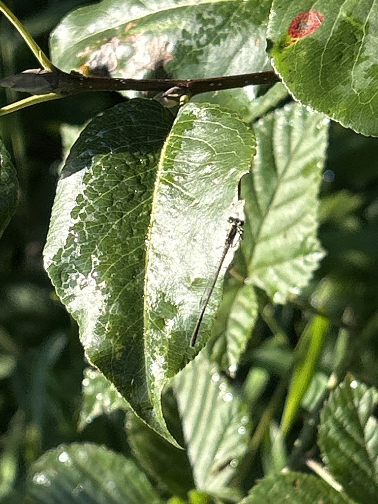 Fragile Forktail from Alpha Ridge Park, Marriottsville, MD, US on ...