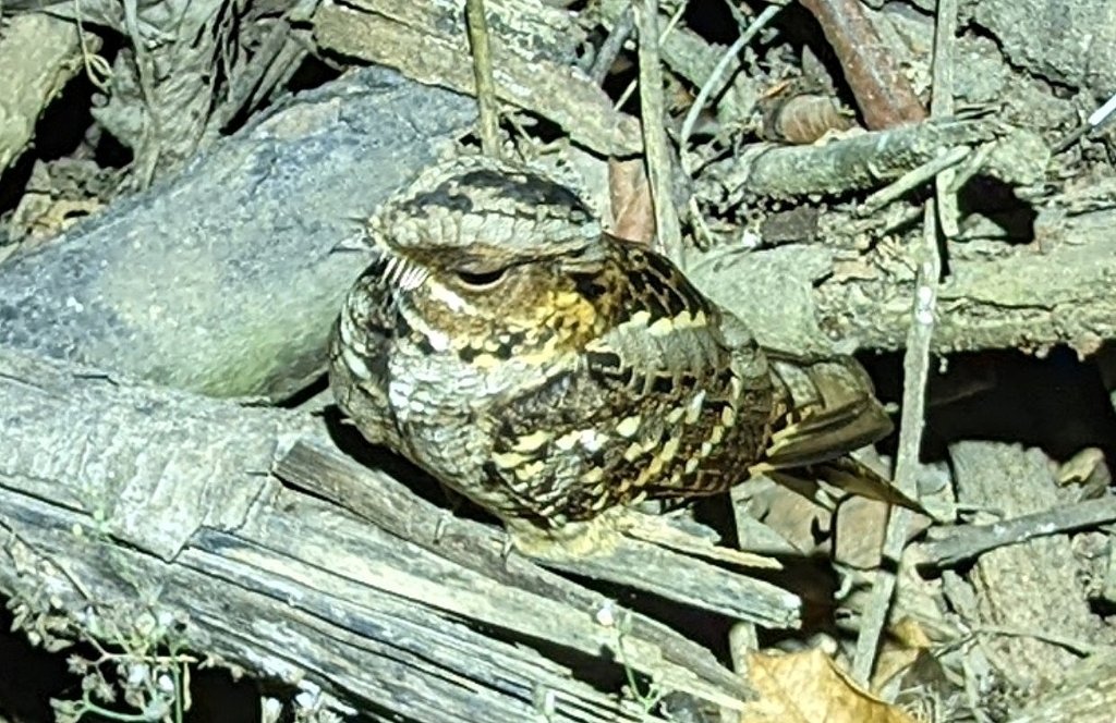 Large-tailed Nightjar from Iron Range QLD, Australia on September 30 ...