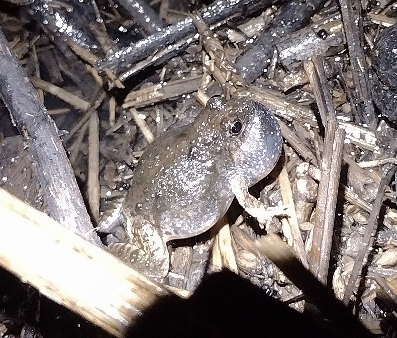 Natal Puddle Frog from Sessene, Senegal on August 22, 2024 at 10:09 PM ...