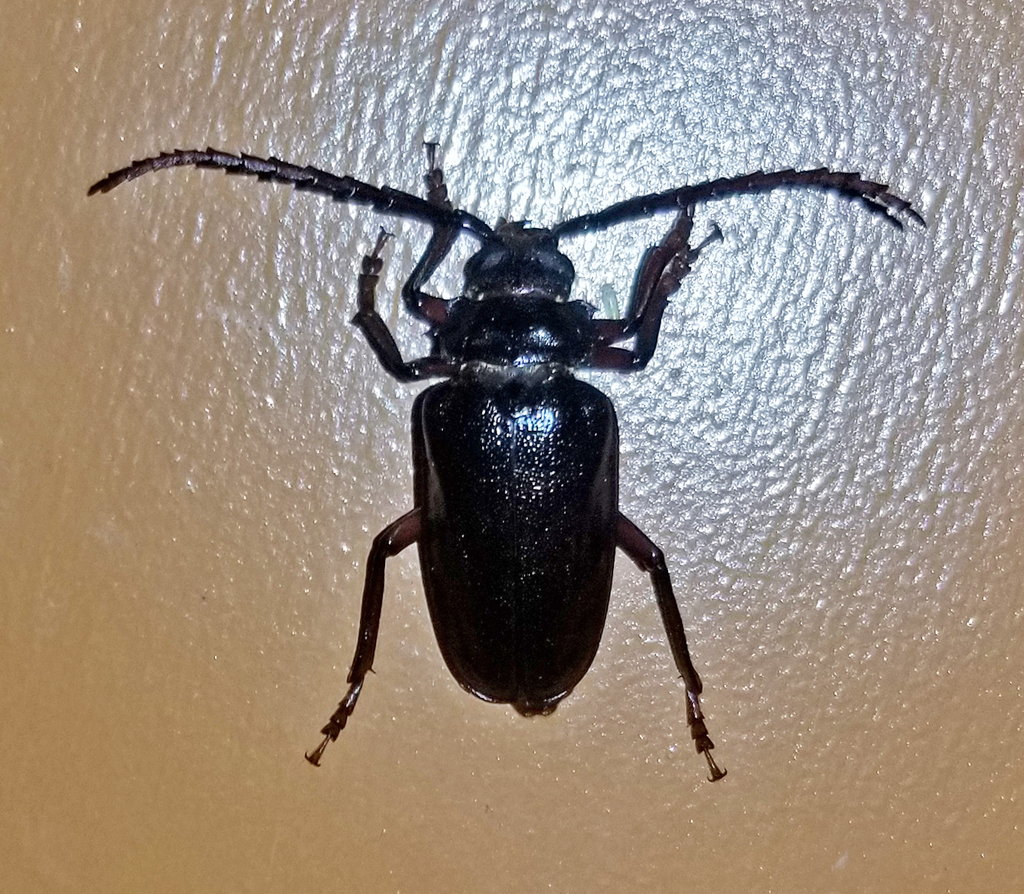 Tile-horned Prionus from Fentress County, TN, USA on August 22, 2024 at ...