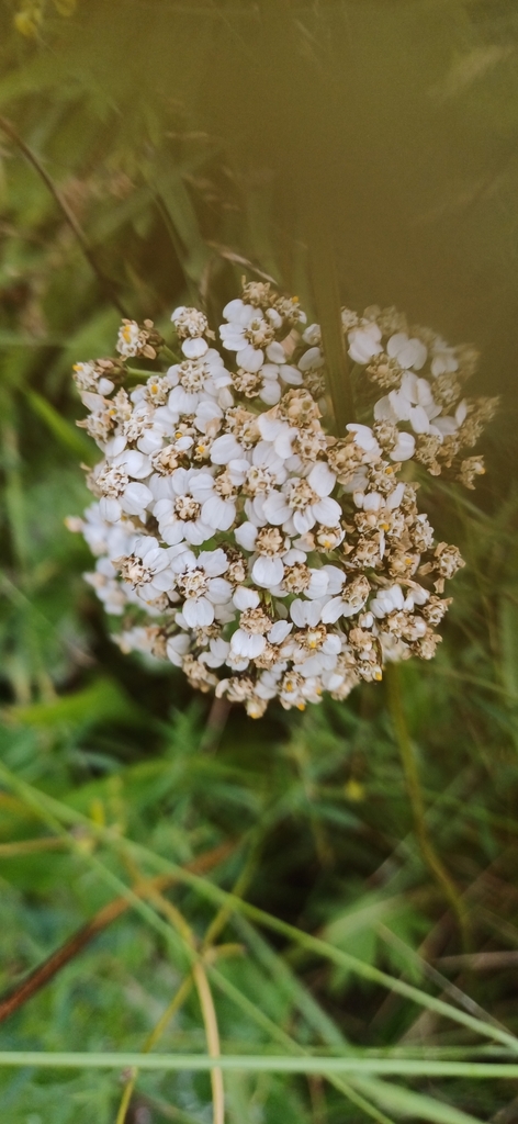common yarrow from Car Park, Aviemore PH22 1RB, UK on August 23, 2024 ...