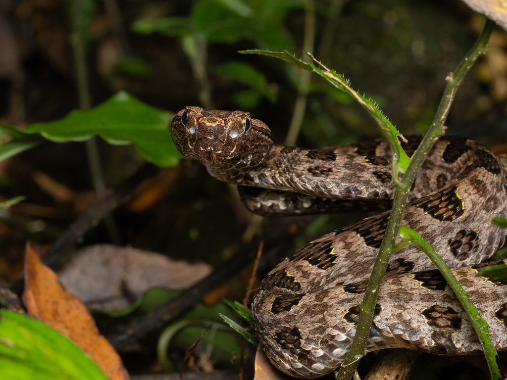 Brown spotted pitviper in August 2024 by Ben Tsai蔡維哲 · iNaturalist