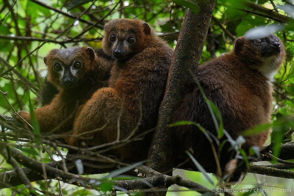 Red-bellied Lemur in January 2019 by Chien Lee · iNaturalist