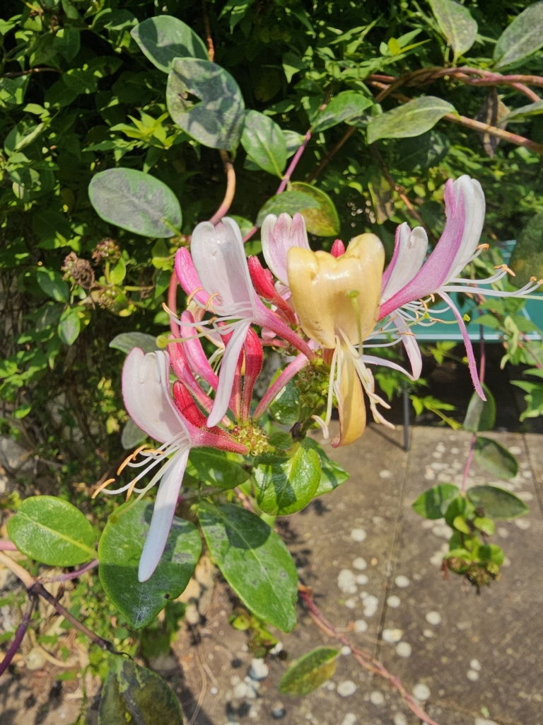 Common Honeysuckle from Bisley, Stroud GL6 7BU, UK on August 18, 2024 at 11:34 AM by Andy Peake ...