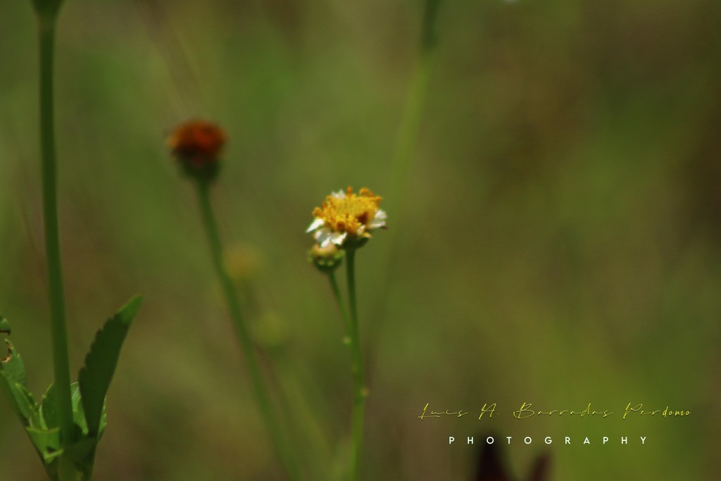 aceitilla blanca desde Actopan, Ver., México el 22 de agosto de 2024 a ...
