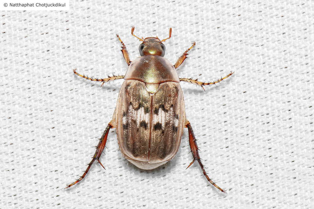 Anomala mystica from Doi Inthanon NP (1600-1700 m ASL) on April 14 ...