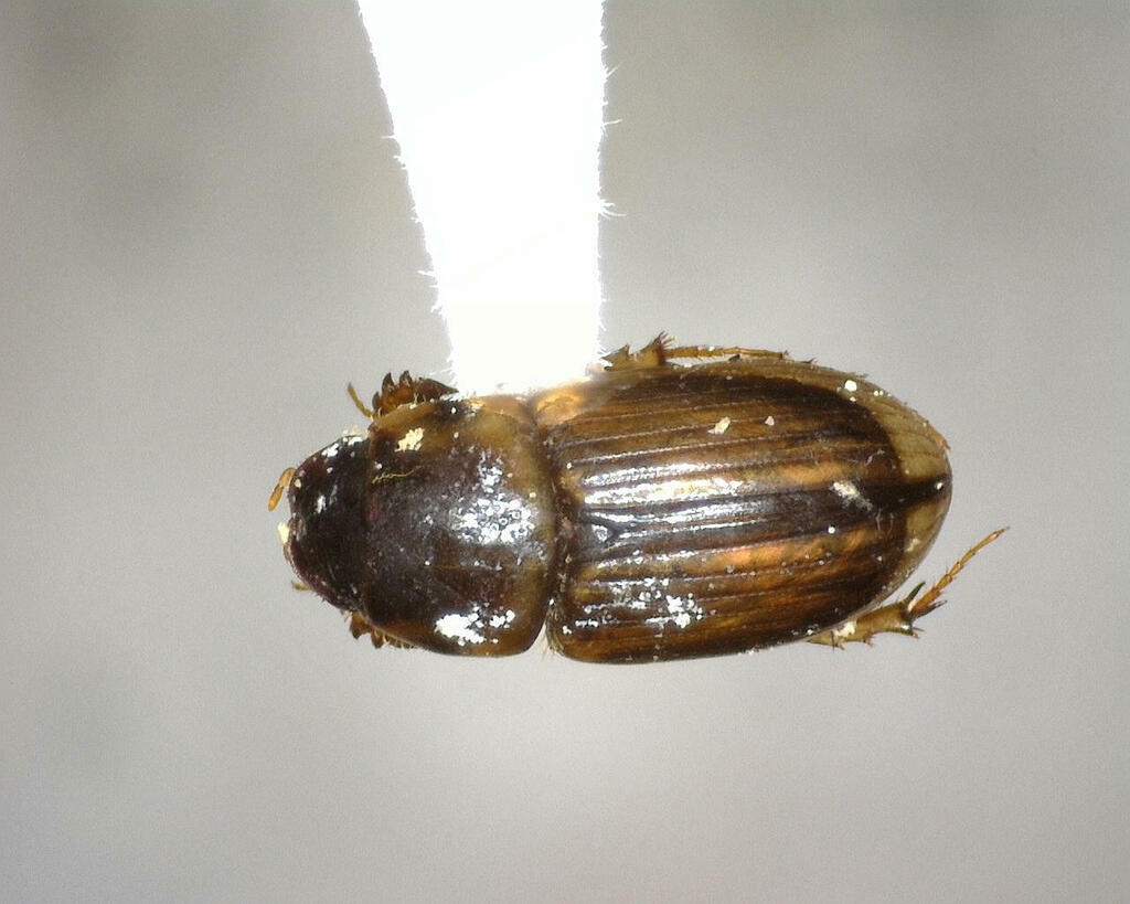 Labarrus cincticulus from Kimble County, TX, USA on May 29, 2024 at 12: ...