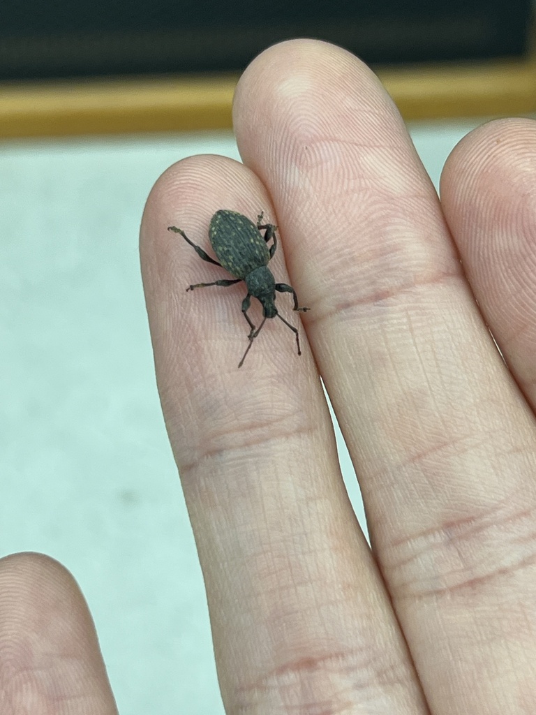 Black Vine Weevil from Grand St, Kingston, NY, US on August 23, 2024 at ...