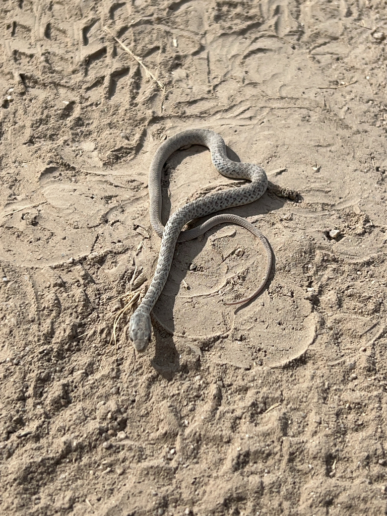 Western Yellow-bellied Racer from Boise on August 23, 2024 at 11:25 AM ...