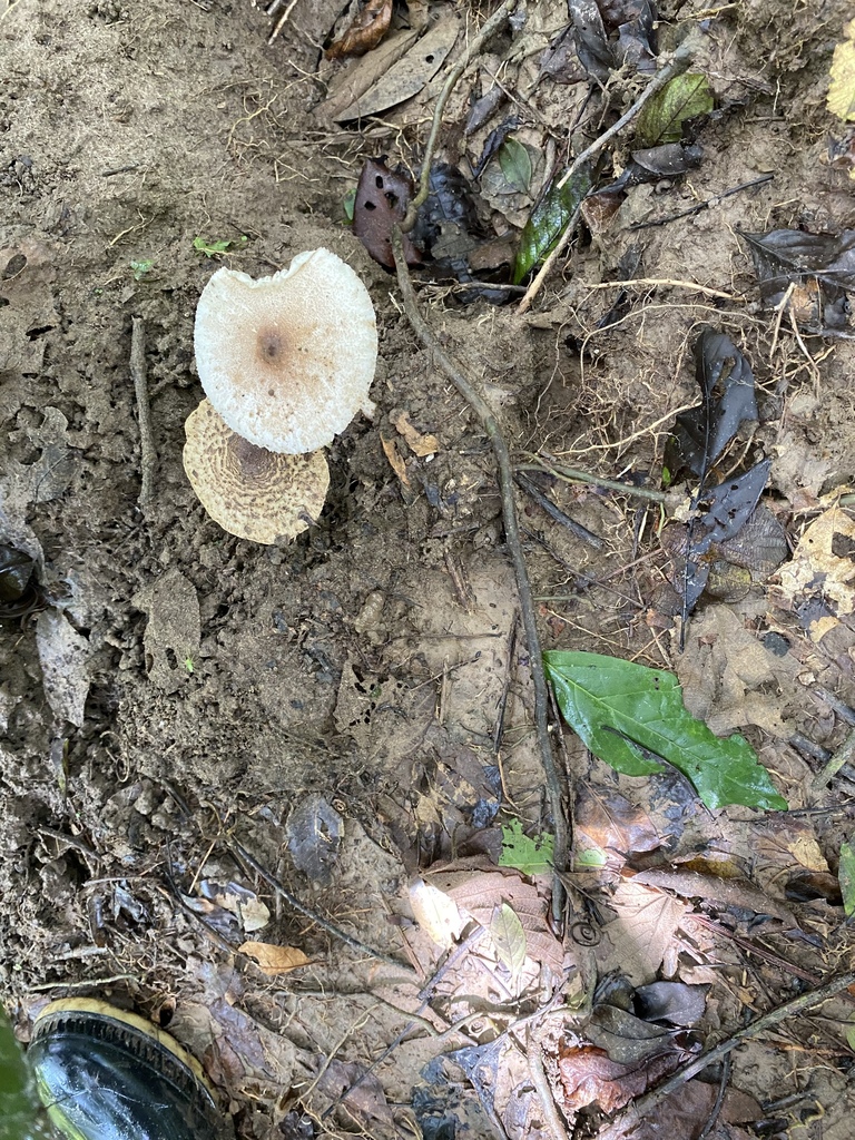 Stinking Dapperling from Yopal, Casanare, CO on August 9, 2024 at 09:33 ...