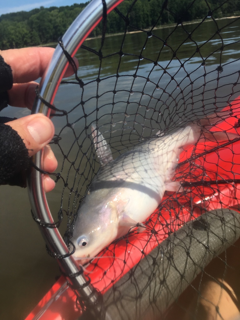 Blue Catfish from Powells Creek, Woodbridge, VA, US on June 17, 2019 at ...