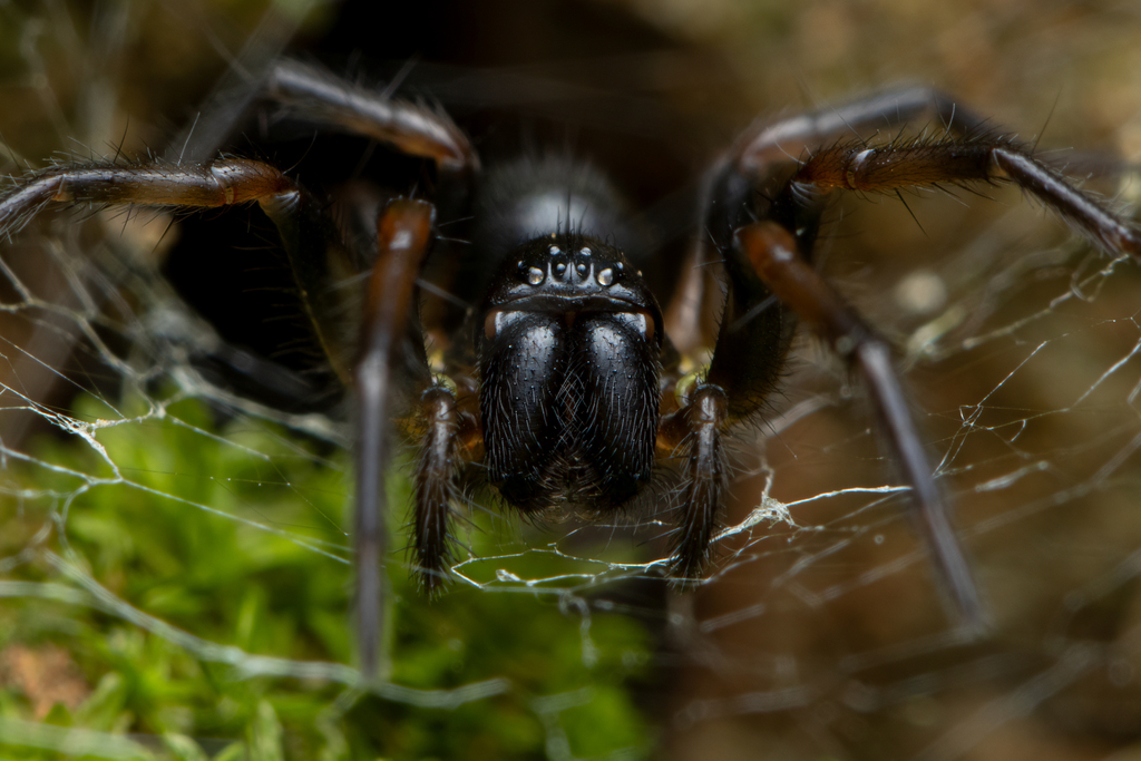 Himalmartensus from Taple, Nepal on August 15, 2023 at 04:28 PM by ...