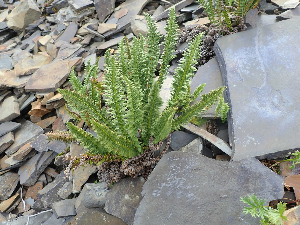 fragrant wood fern from Yukon, Canada on August 4, 2024 at 12:34 PM by ...