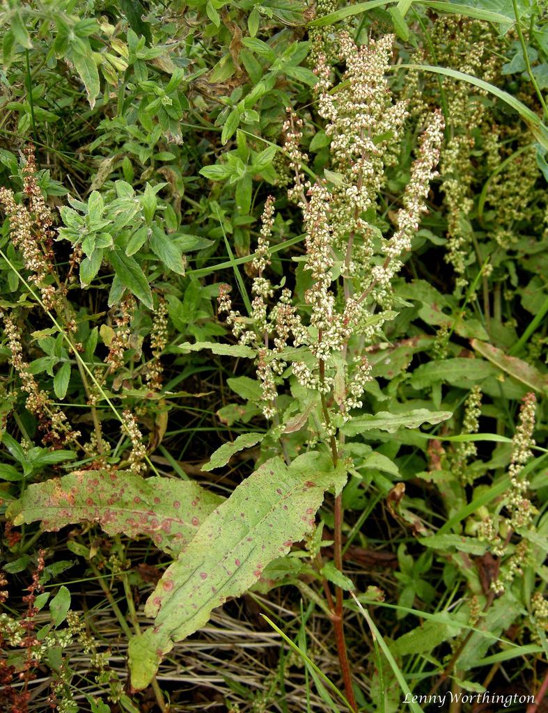 Shore Dock in August 2008 by Leonard Worthington. Shore Dock Rumex ...