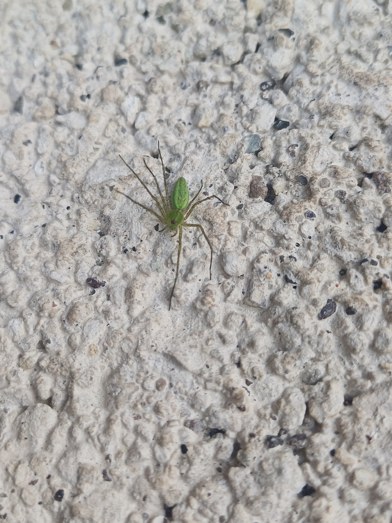 African Green Lynx Spider from Lázaro Cárdenas, Zapotiltic, Jal ...