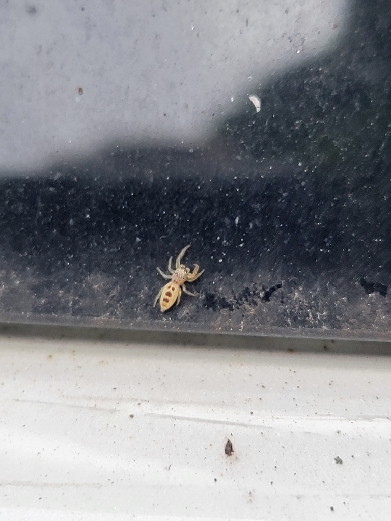 Jumping Spiders from Wilton, CT 06897, USA on August 17, 2024 at 05:39 ...
