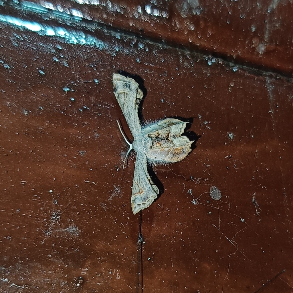 Phazaca theclata from चौना, Munsyari, Uttarakhand 262554, India on ...