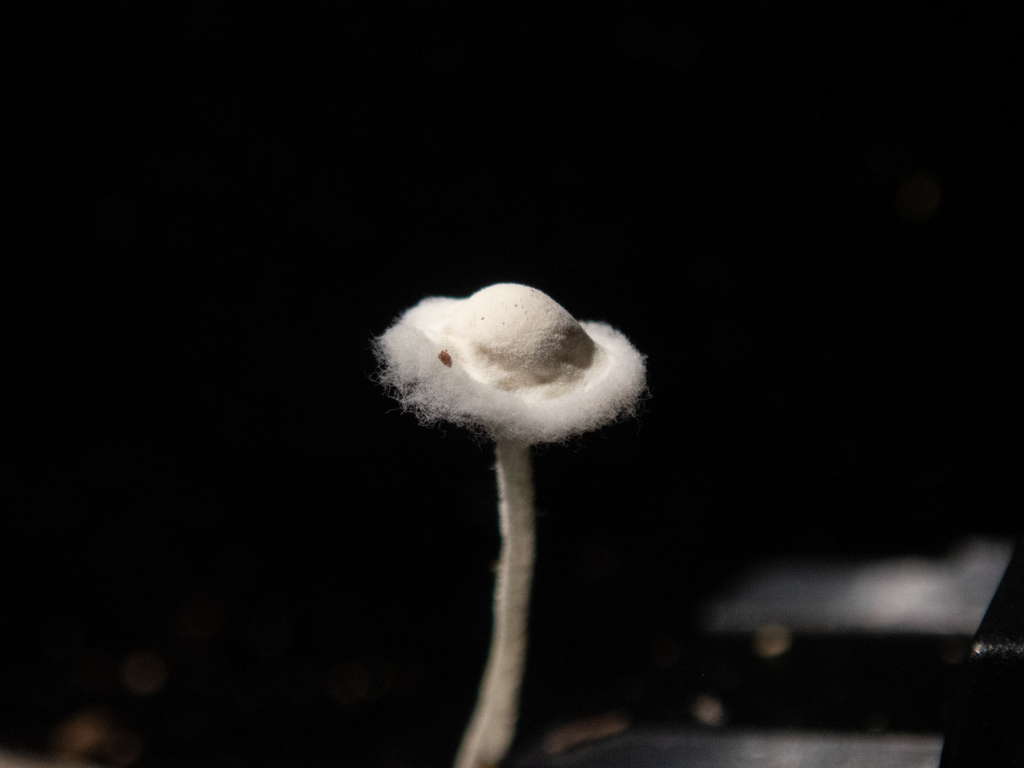 Onygenaceae from El Piedrero, Ecuador on August 23, 2024 at 09:53 PM by ...