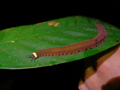 Oroperipatus tiputini · iNaturalist