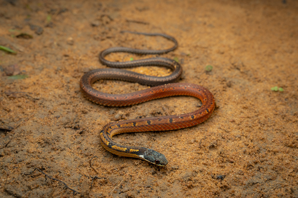 Black-headed Collared Snake from Singapore Island, Singapore, SG, SG on ...