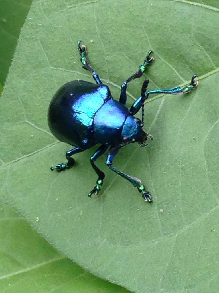 Eumolpus robustus from Carretera Tenancingo-Chalma, Malinalco, Edomex ...