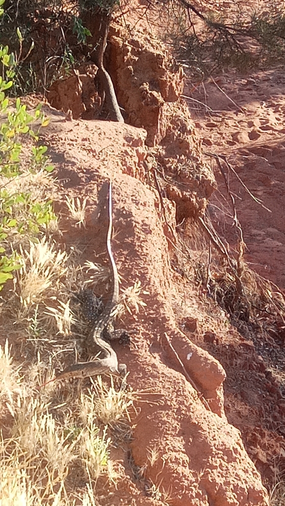 Perentie from Chilla Well NT 0872, Australia on August 24, 2024 at 05: ...