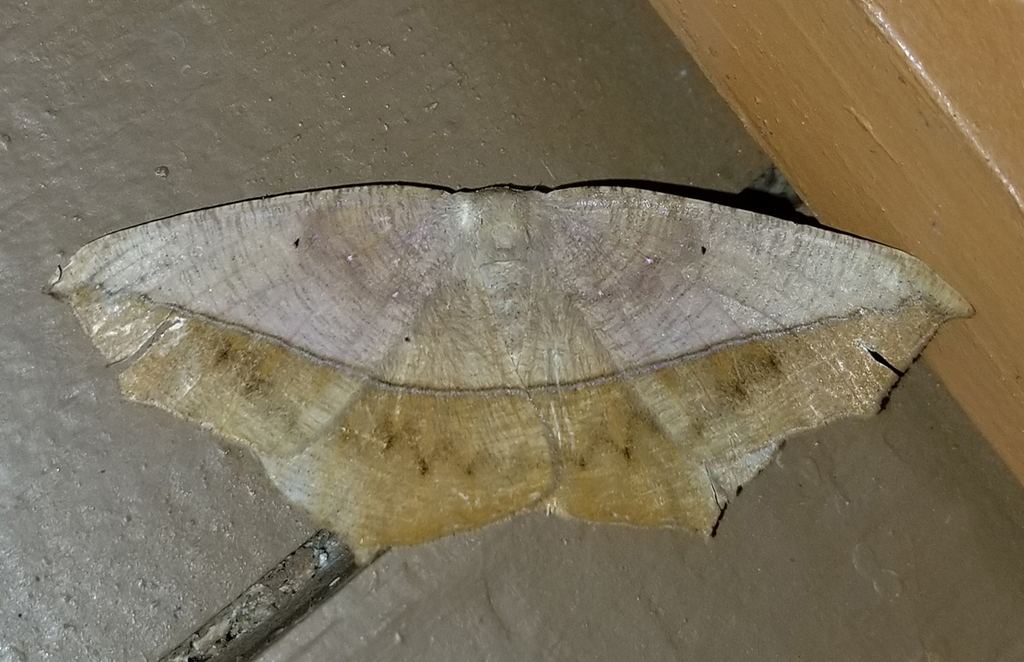 Large Maple Spanworm Moth from Fentress County, TN, USA on August 24 ...