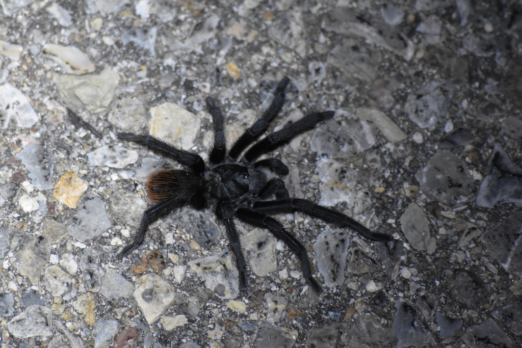 Tucson Bronze Tarantula from Pima County, AZ, USA on August 23, 2024 at ...
