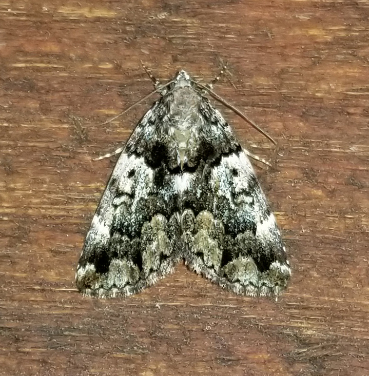 False Underwing from Fentress County, TN, USA on August 24, 2024 at 08: ...
