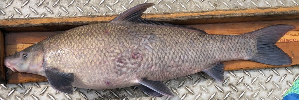 Blue Sucker from Carver County, MN, USA on August 21, 2024 at 09:27 AM ...