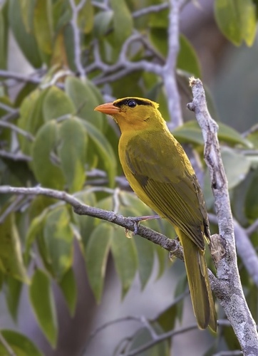 Inti Tanager (Heliothraupis oneilli) · iNaturalist
