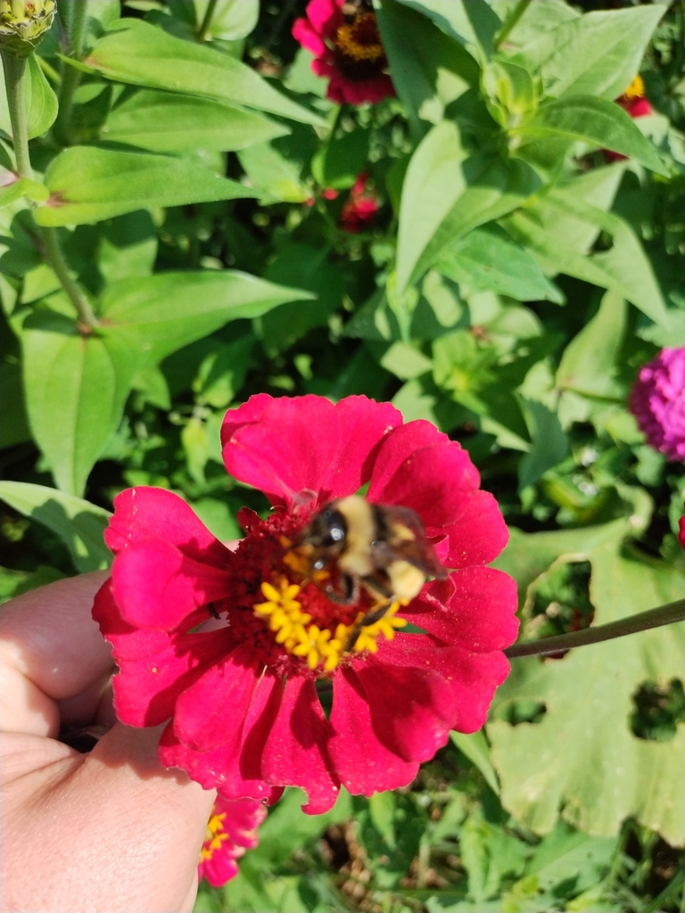 American Bumble Bee from South Dry Creek, NE, USA on August 24, 2024 at ...