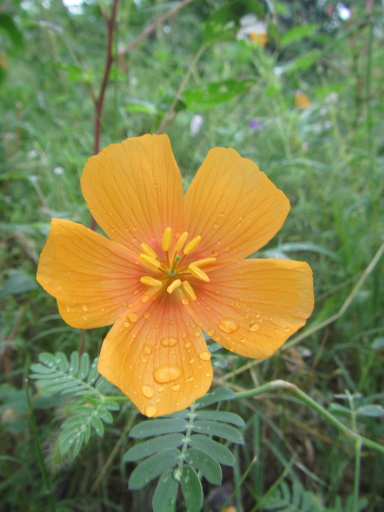 Arizona poppy from Cajeme, Son., México on September 7, 2013 at 09:20 ...