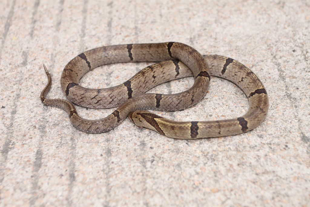 Chinese Kukri Snake from 中国河南省信阳市罗山县 on June 1, 2012 at 06:25 PM by ...