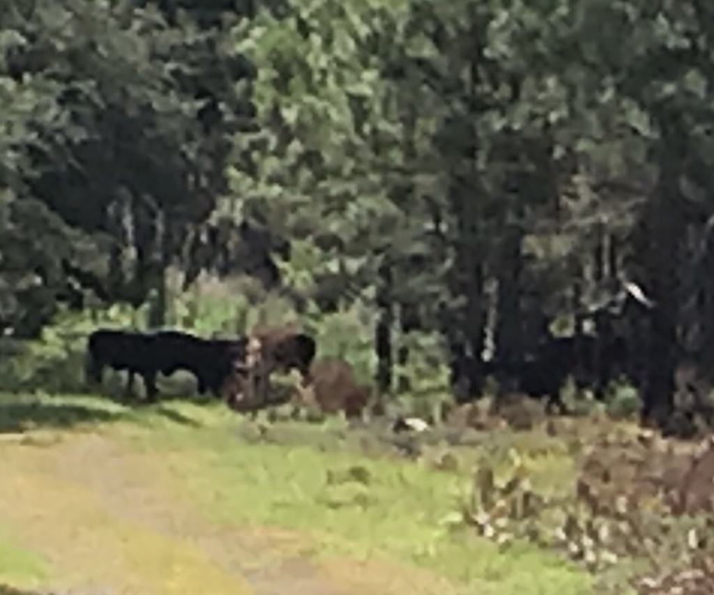 Domestic Cattle from Sapelo Island, Sapelo Island, GA, US on June 15 ...