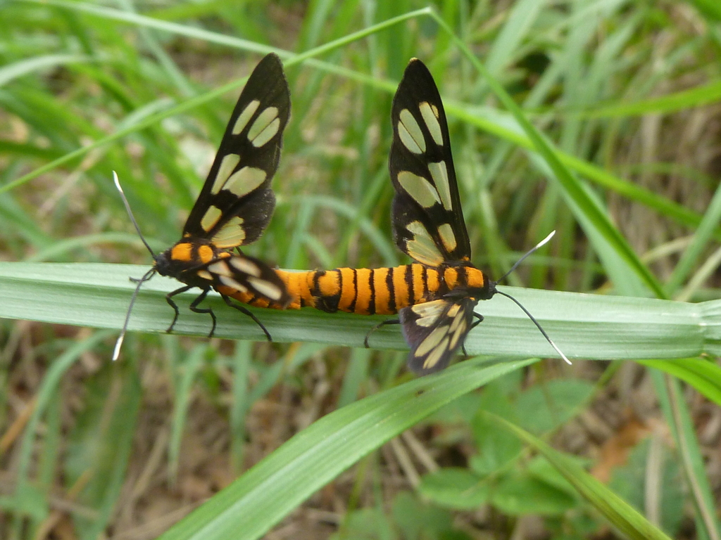 Amata germana from 中国河南省信阳市罗山县 on June 1, 2012 at 03:39 PM by HUANG QIN ...