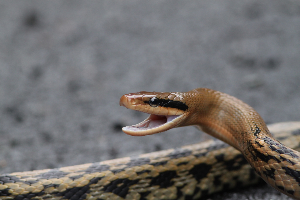 Vietnamese Beauty Snake