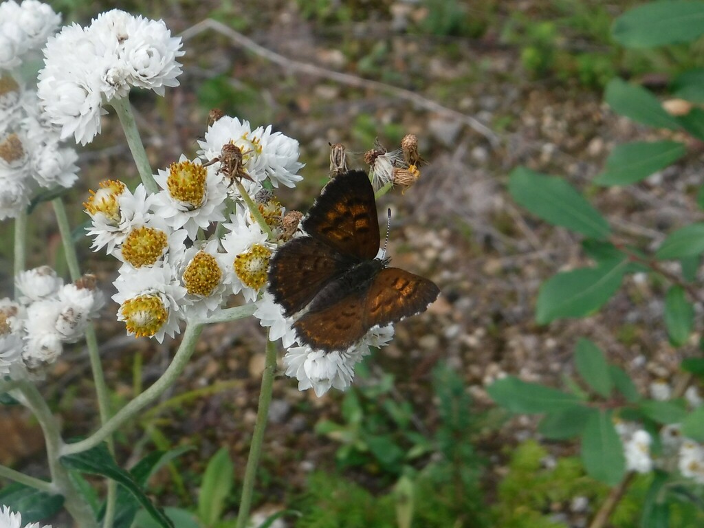 pearly everlasting from North Okanagan, BC, Canada on August 18, 2024 ...
