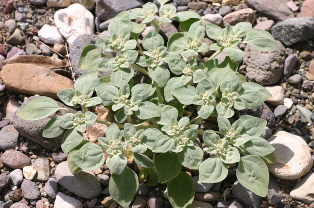 turkey mullein (Croton setiger) - Botanical Realm