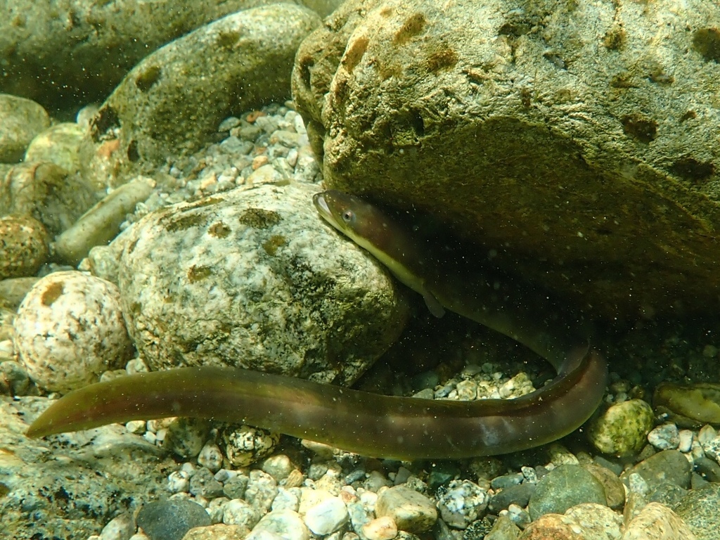 European Eel in June 2019 by Harm Ormel · iNaturalist