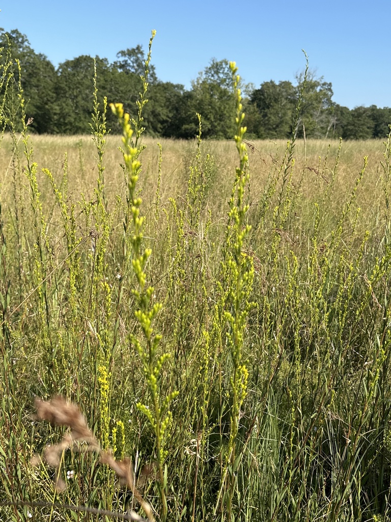 Southern Goldenrod in August 2024 by kcross7 · iNaturalist