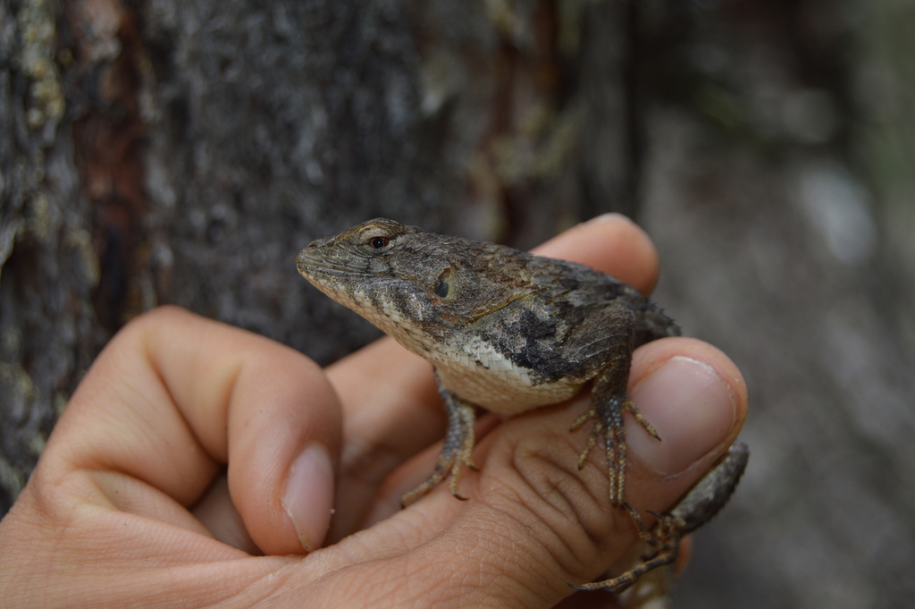 White-bellied Rough Lizard from Zapopan, Jal., México on August 24 ...