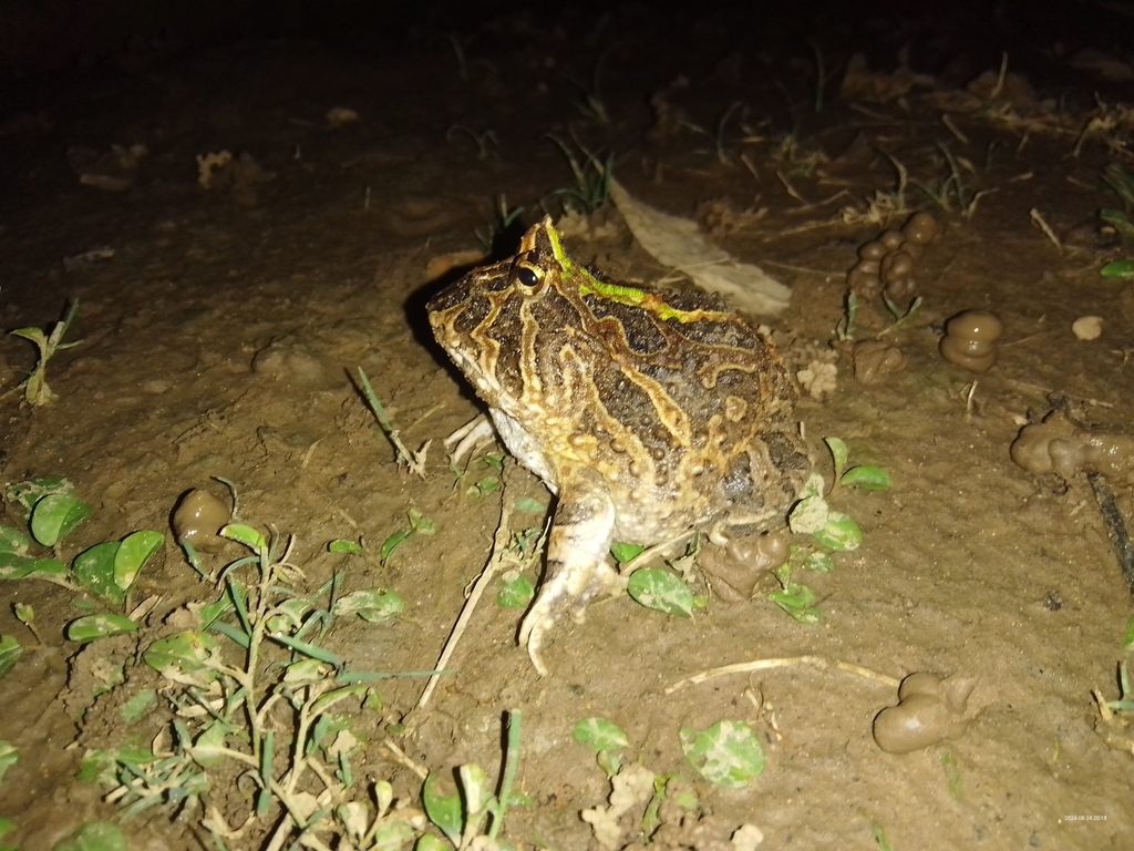 Venezuelan Horned Frog from Galeras, Sucre, Colombia on August 24, 2024 ...